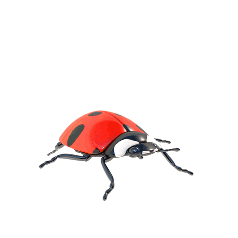 Ladybug GIF - Find & Share on GIPHY