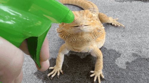 Lizard GIF - Find & Share on GIPHY
