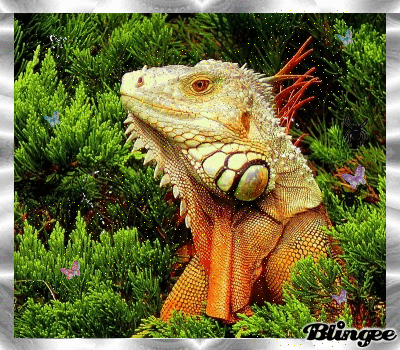 Iguana GIF - Find & Share on GIPHY