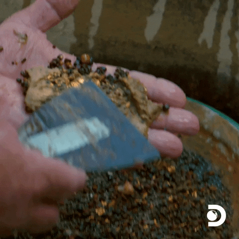 Gold Goldrush GIF by Discovery - Find & Share on GIPHY