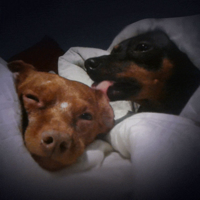 I Love You Dogs GIF by xponentialdesign - Find & Share on GIPHY