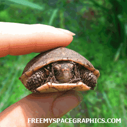 Turtle GIF - Find & Share on GIPHY