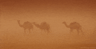 Keajaiban Gurun Sahara Dalam Gambar GIF