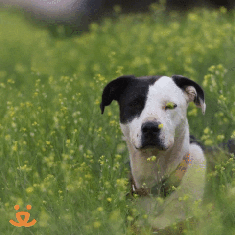 Dog Blooming GIF by Best Friends Animal Society - Find & Share on GIPHY