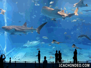 Sea GIF - Find & Share on GIPHY