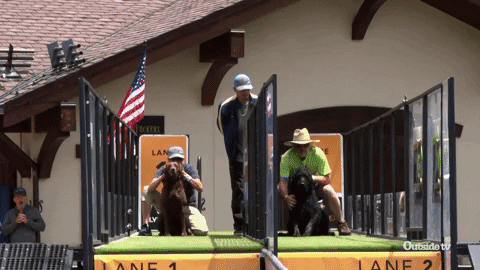 Dog Jumping GIF by Outside TV - Find & Share on GIPHY