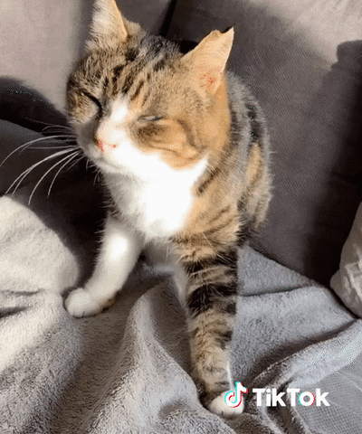 Chat Chou GIF by TikTok France - Find & Share on GIPHY