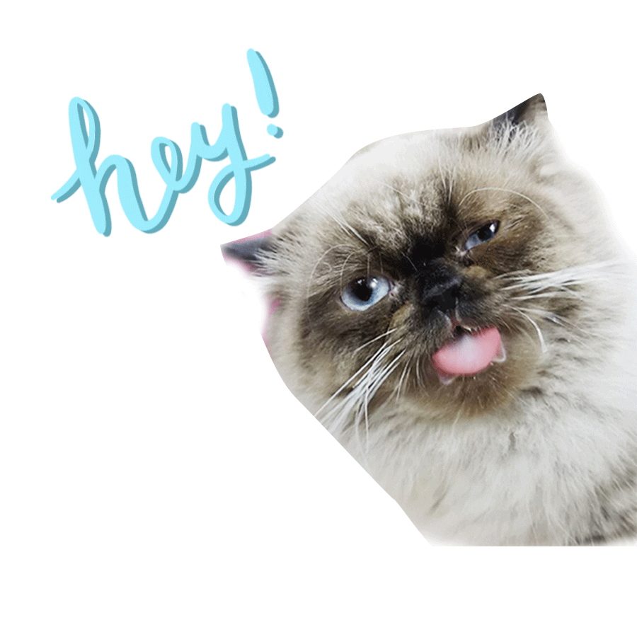 Hello Cat Sticker by Catsmart Marketing for iOS & Android | GIPHY