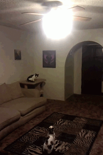Cats and plants and other enticing stuff on the ceiling : r/CatAdvice