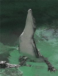 Crocodile Reptiles GIF by HuffPost - Find & Share on GIPHY