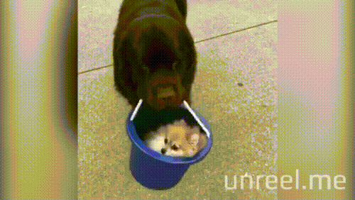 Pet GIF by Unreel Entertainment - Find & Share on GIPHY