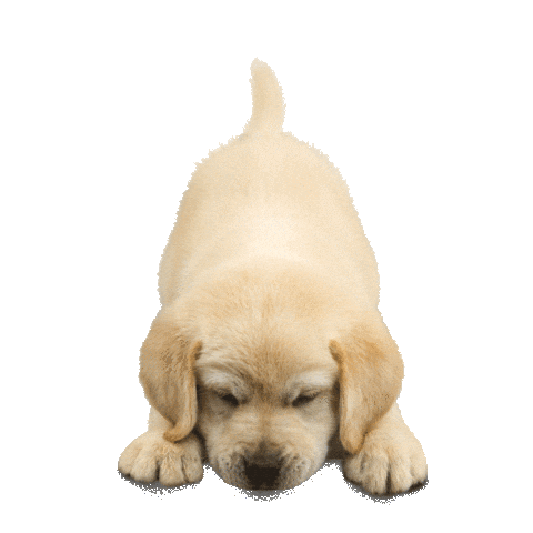 Puppy Labrador Sticker by Pétalo MX for iOS & Android | GIPHY