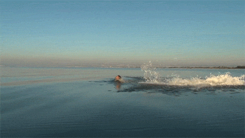 Dolphin Dive GIFs - Find & Share on GIPHY