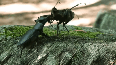 Beetle GIF - Find & Share on GIPHY