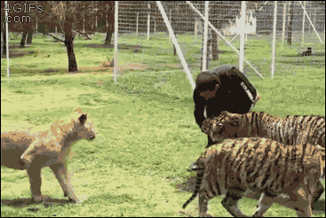 Tigers Playing GIF - Find & Share on GIPHY