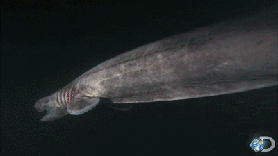 Frilled Shark GIFs - Find & Share on GIPHY