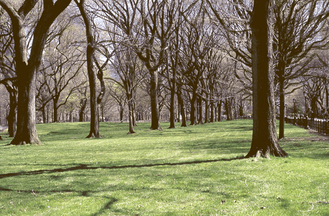 Trees GIF - Find & Share on GIPHY