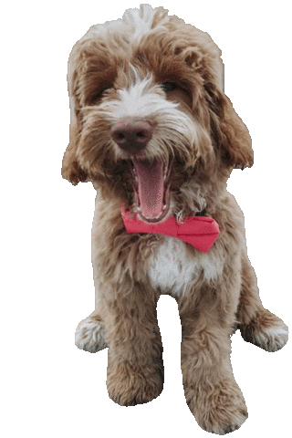 Dog Puppy Sticker for iOS & Android | GIPHY