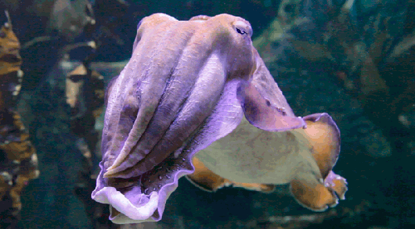 Facts Cuttlefish GIF - Find & Share on GIPHY