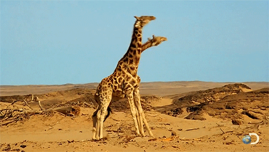 Giraffe Gif