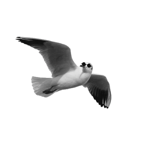 Seagull Moewe Sticker by DEICHBRAND Festival for iOS & Android | GIPHY