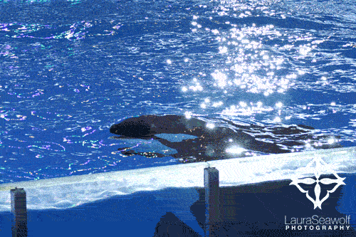 Killer Whale Texas Find And Share On Giphy