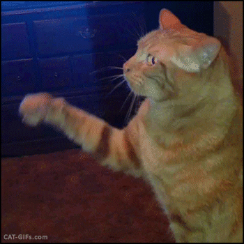 Cat Boxing Gif