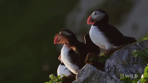 Puffins GIF by Nat Geo Wild - Find & Share on GIPHY
