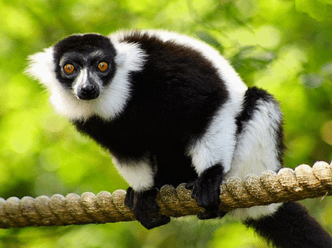 Lemur GIF - Find & Share on GIPHY