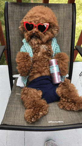 Dog Chilling GIF - Find & Share on GIPHY