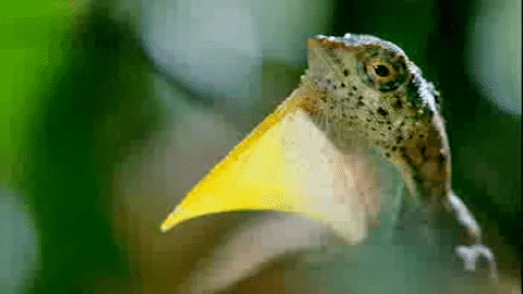 Wildlife Lizard GIF by PBS - Find & Share on GIPHY