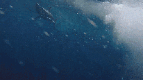 Discovery GIF by Shark Week - Find & Share on GIPHY