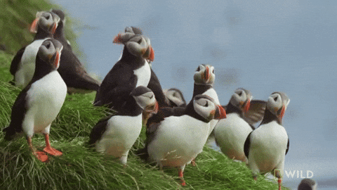 Puffin GIF by Nat Geo Wild - Find & Share on GIPHY