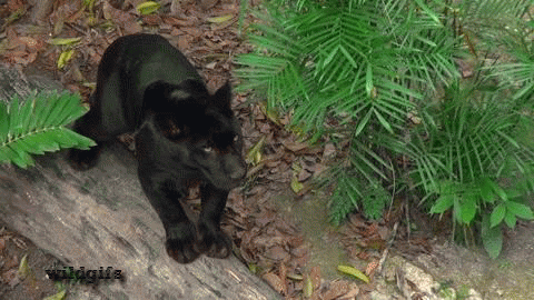 Black Panther GIFs - Find & Share on GIPHY