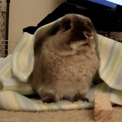 Rabbit Eating GIF - Find & Share on GIPHY