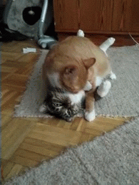 Cat Friends GIF - Find & Share on GIPHY