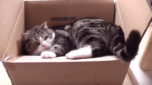 Cat Box GIF - Find & Share on GIPHY