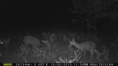 Trail Cams GIF - Find & Share on GIPHY