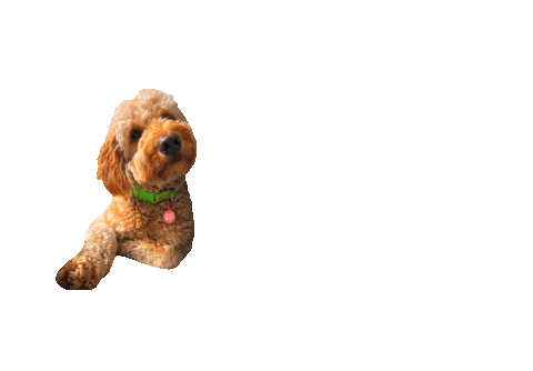 Golden Doodle Sticker for iOS & Android | GIPHY