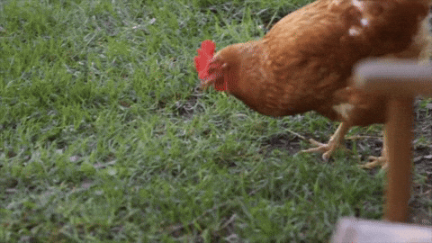 Chicken Poule GIF by La vraie nature - Find & Share on GIPHY