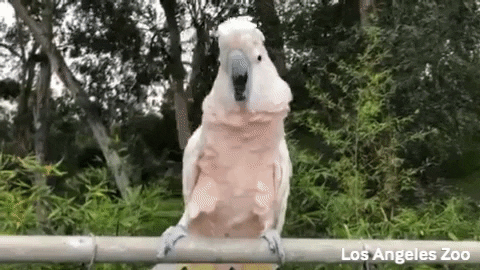 GIF by Los Angeles Zoo and Botanical Gardens - Find & Share on GIPHY
