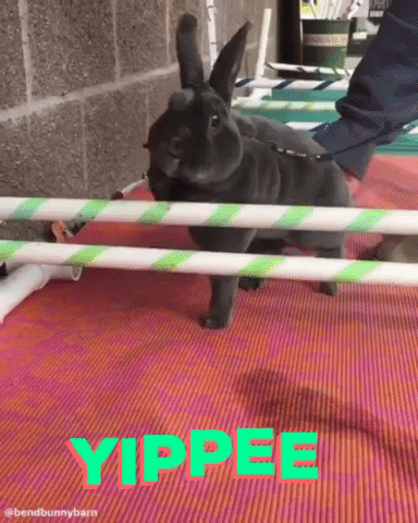 Jump Bunny GIF by bendbunnybarn - Find & Share on GIPHY