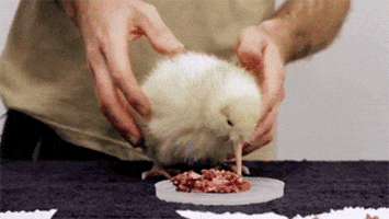 Bird Eating GIF - Find & Share on GIPHY