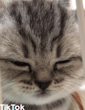 Tired Cat GIF by TikTok - Find & Share on GIPHY