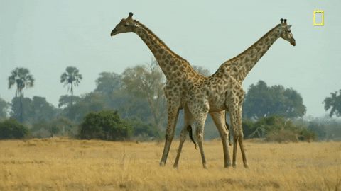 Nat Geo Savage Kingdom GIF by National Geographic Channel - Find ...
