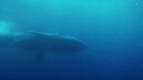 Whale98Ft GIFs - Find & Share on GIPHY