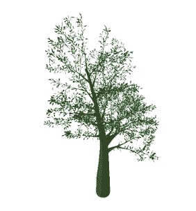 Tree GIF - Find & Share on GIPHY