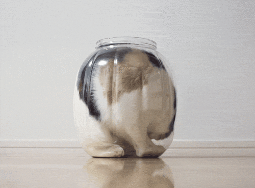 Cat Loading GIF - Find & Share on GIPHY