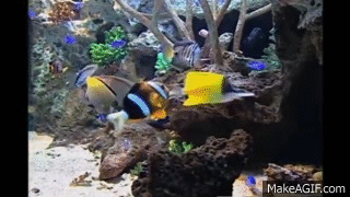 Aquarium GIF - Find & Share on GIPHY