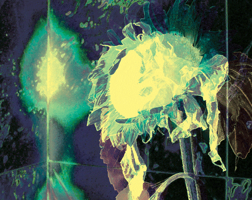 Animation Flower GIF by weinventyou - Find & Share on GIPHY